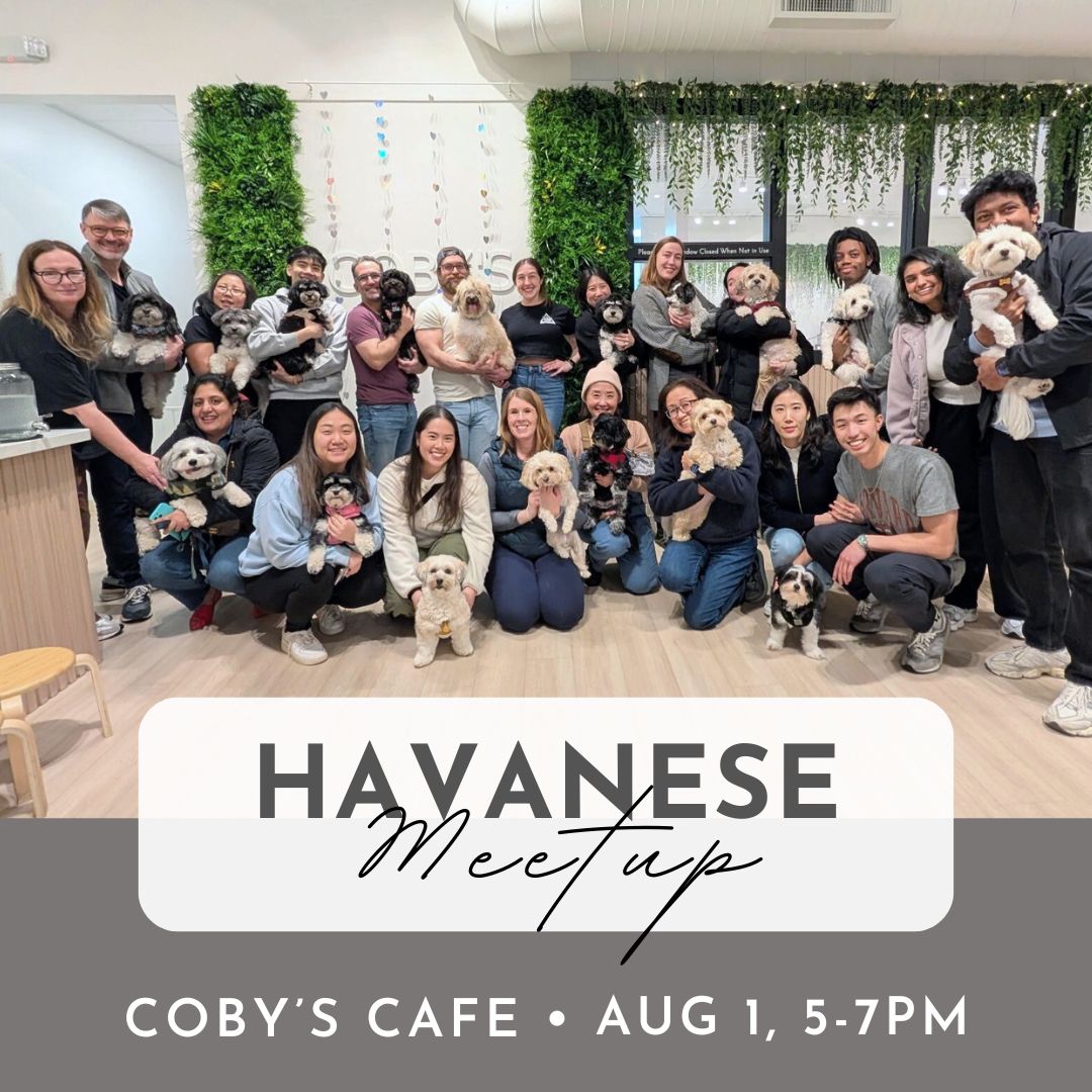 Havanese & Mix Meetup | Coby's Cafe