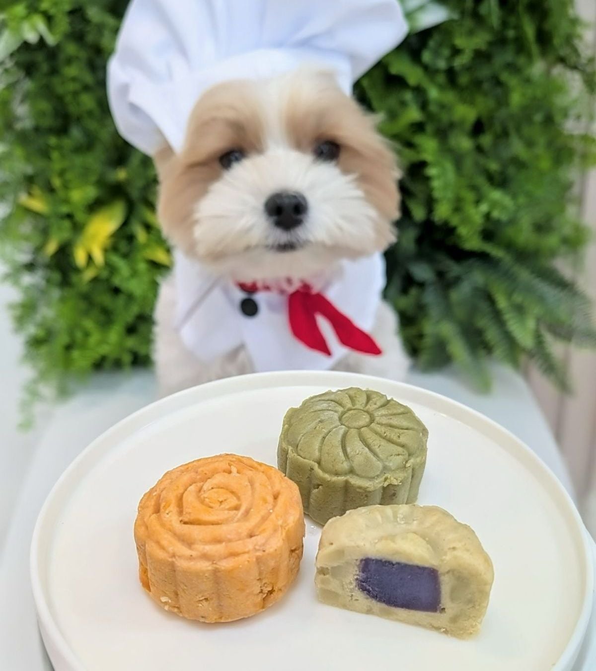 Dog Mooncake Workshop | Coby's Cafe